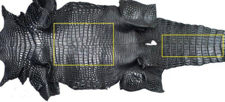 The Features of Alligator Skin