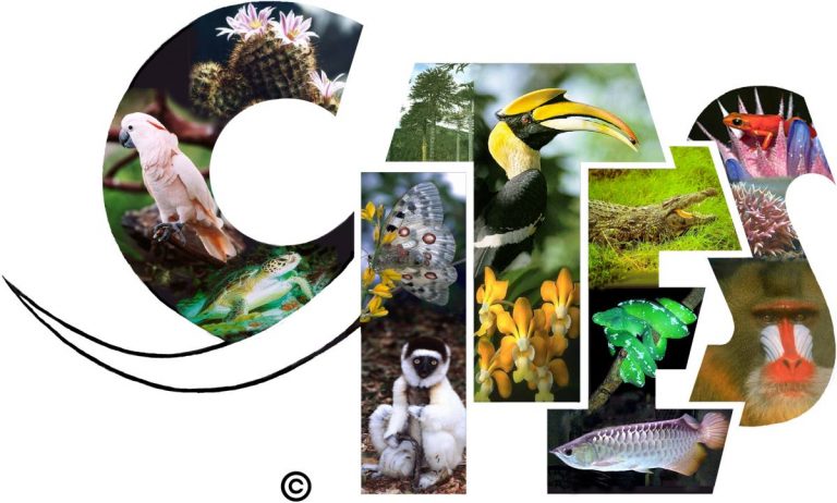 What Is CITES what-is-cites